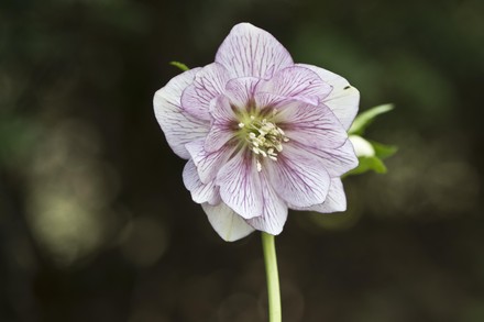 Lenzrose Helleborus Orientalis Hybrid Fire Ice Editorial Stock Photo ...