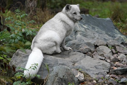 Arctic Fox Alopex Lagopus Sitting Captive Editorial Stock Photo - Stock ...