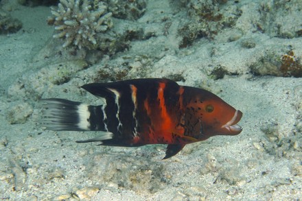 Redbreasted Wrasse Cheilinus Fasciatus Cheilinus Quinquecinctus ...