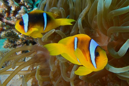 Pair Red Sea Clownfish Amphiprion Bicinctus Editorial Stock Photo ...