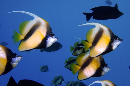 Redbreasted Wrasse Cheilinus Fasciatus Cheilinus Quinquecinctus ...