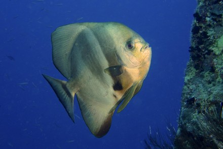 Portrait Black Spotted Ray Taeniura Meyeni Editorial Stock Photo ...