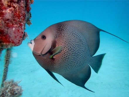 Atlantic Bigeye Bass Priacanthus Arenatus John Editorial Stock Photo ...