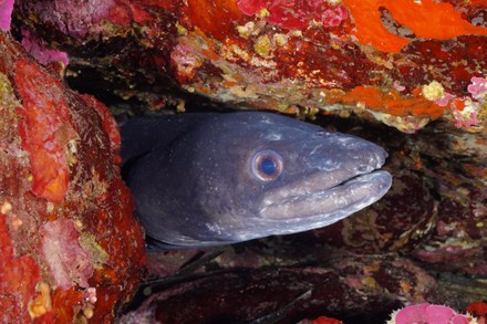 Conger Conger Conger Eel Mediterranean Basselet Editorial Stock Photo ...