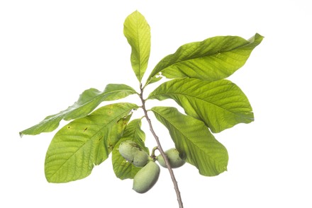 5 Asimina triloba Stock Pictures, Editorial Images and Stock Photos ...