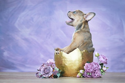 Laughing French Bulldog Dog Puppy Hatching Editorial Stock Photo ...