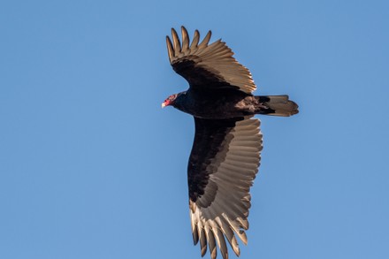 Turkey Vulture Fernald Nature Preserve On Editorial Stock Photo - Stock ...