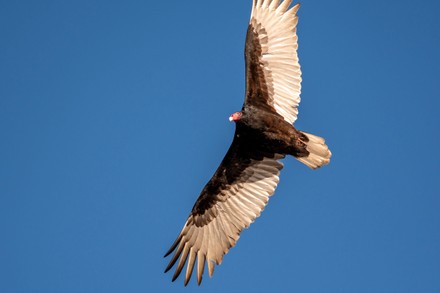 Turkey Vulture Fernald Nature Preserve On Editorial Stock Photo - Stock ...