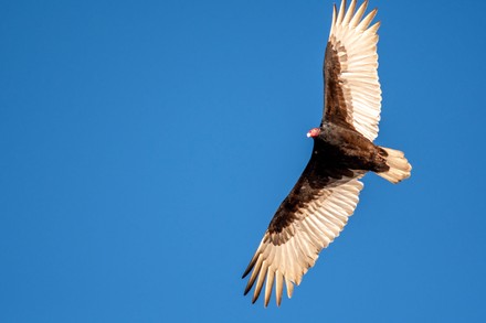 Turkey Vulture Fernald Nature Preserve On Editorial Stock Photo - Stock ...