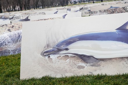 Some 400 Posters Depicting Dolphin Corpses Editorial Stock Photo ...