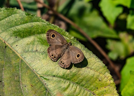 Common Fivering Ypthima Baldus Butterflies Typically Editorial Stock ...