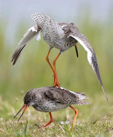 Redshank Appears Dance On Back Opponent Editorial Stock Photo - Stock ...