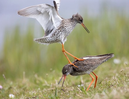 Redshank Appears Dance On Back Opponent Editorial Stock Photo - Stock ...