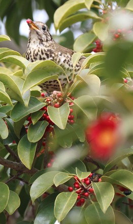 Chinese Thrush Endangered Bird Found Seogwipo Editorial Stock Photo ...