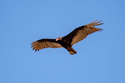 Turkey Vulture Seen Flight Fernald Nature Editorial Stock Photo - Stock ...