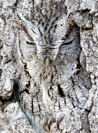 Finding Owl Between Trees Face Owl Editorial Stock Photo - Stock Image ...
