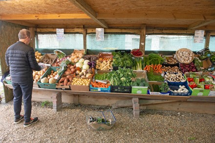 Customer Hewitts Farm Kent Enjoying Abundance Editorial Stock Photo ...