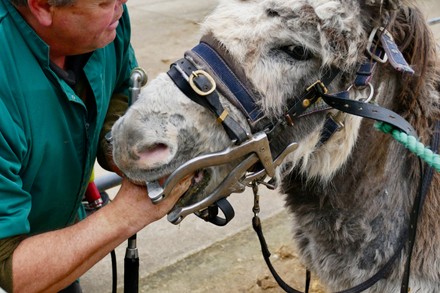 Rambo Donkey Gets His Dental Check Editorial Stock Photo - Stock Image ...