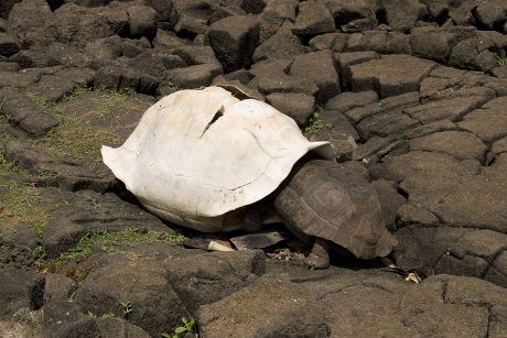 Galapagos Giant Tortoise Chelonoidis Nigra Chewing Editorial Stock ...