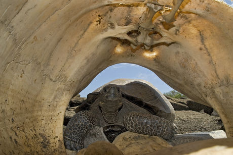 Galapagos Giant Tortoise Chelonoidis Nigra Looking Editorial Stock ...