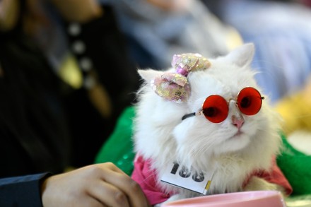 46 Cat ramp show Stock Pictures, Editorial Images and Stock Photos ...
