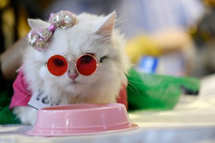 46 Cat ramp show Stock Pictures, Editorial Images and Stock Photos ...