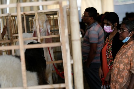 People Visit Animal Exhibition Organized By Editorial Stock Photo ...