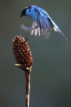 Bird Species Chalcothraupis Ruficervix La Florida Editorial Stock Photo ...