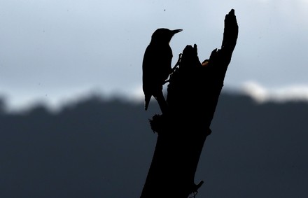 Bird Species Melanerpes Rubricapillus La Florida Editorial Stock Photo ...