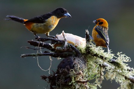Birds Species Ramphocelus Flammigerus L Arthus Editorial Stock Photo ...