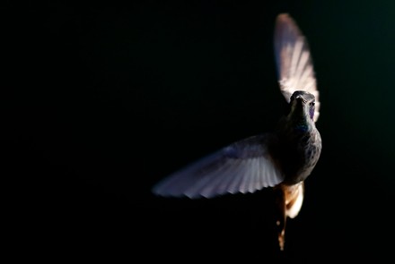 Bird Delphinae Hummingbird Species La Florida Editorial Stock Photo ...
