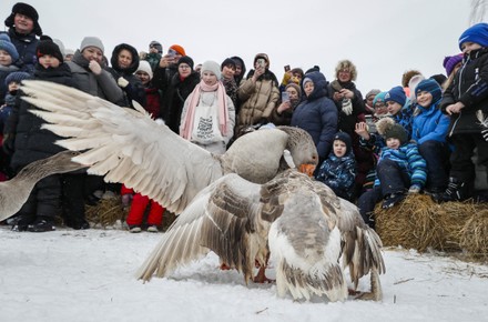 Russian Man Carry Goose Before Goose Editorial Stock Photo - Stock ...