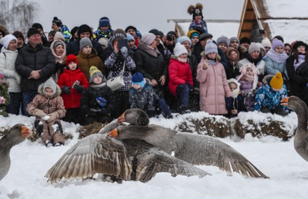 Russian Man Carry Goose Before Goose Editorial Stock Photo - Stock ...