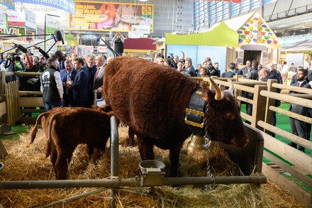Emmanuel Macron Cow Ovalie French President Editorial Stock Photo ...
