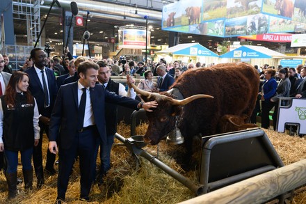 Emmanuel Macron Strokes Cow Ovalie French Editorial Stock Photo - Stock ...