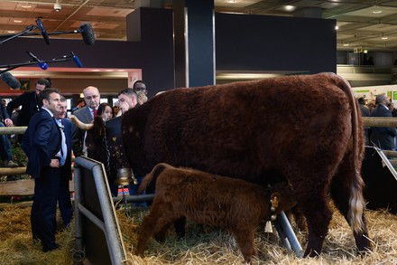 Emmanuel Macron Looking Cow Ovalie French Editorial Stock Photo - Stock ...