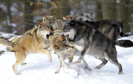 Mackenzie Valley Wolves Canadian Timber Wolves Editorial Stock Photo ...