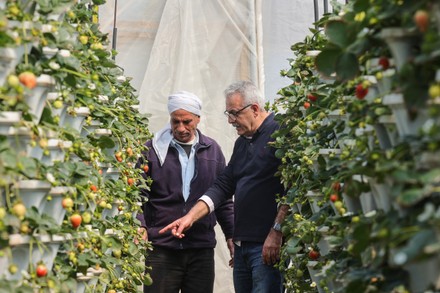500 Intensive farming Stock Pictures, Editorial Images and Stock Photos ...