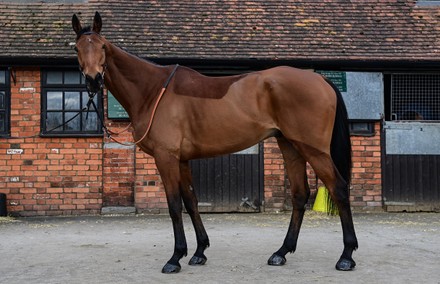 __COUNT__ Paul Nicholls Stable Visit, Ditcheat, UK - 27 Feb 2023 Stock ...