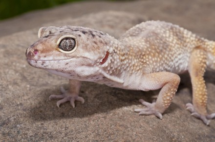 Leopard Gecko Eublepharis Macularius Native Deserts Editorial Stock ...