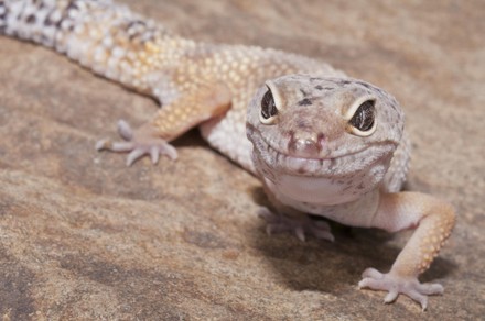 Leopard Gecko Eublepharis Macularius Native Deserts Editorial Stock ...