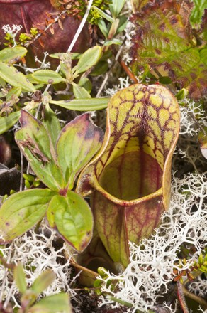 Pitcher Plant Sarracenia Purpurea Avalon Peninsula Editorial Stock ...