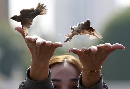 Woman Releases Birds Traditional Belief Get Editorial Stock Photo ...