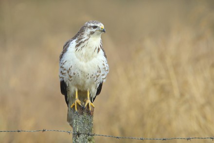 Common Steppe Buzzard Buteo Buteo Light Editorial Stock Photo - Stock ...