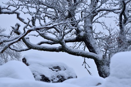 Snowy Winter Landscape Forest Moerschieder Burr Editorial Stock Photo ...