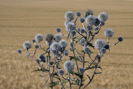 Great Globe Thistle Echinops Sphaerocephalus Flowering Editorial Stock ...