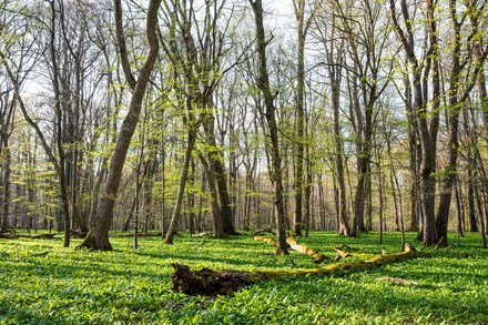 Deciduous Forest Leaves Ramsons Allium Ursinum Editorial Stock Photo ...