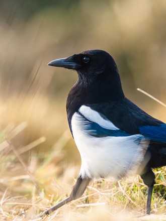 1,000 Corvids Stock Pictures, Editorial Images and Stock Photos ...