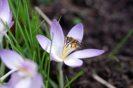 Crocuses Crocus Flower Bees Apiformes Insect Editorial Stock Photo ...