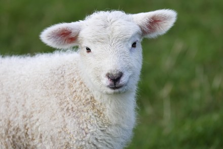 Domestic Sheep Ovis Gmelini Aries Lamb Editorial Stock Photo - Stock ...